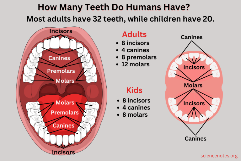 How Many Teeth Does an Adult Have? 28 vs 32 Teeth